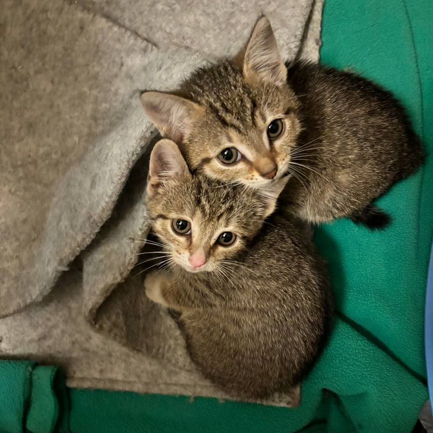 Маленькая кошка ищет дом