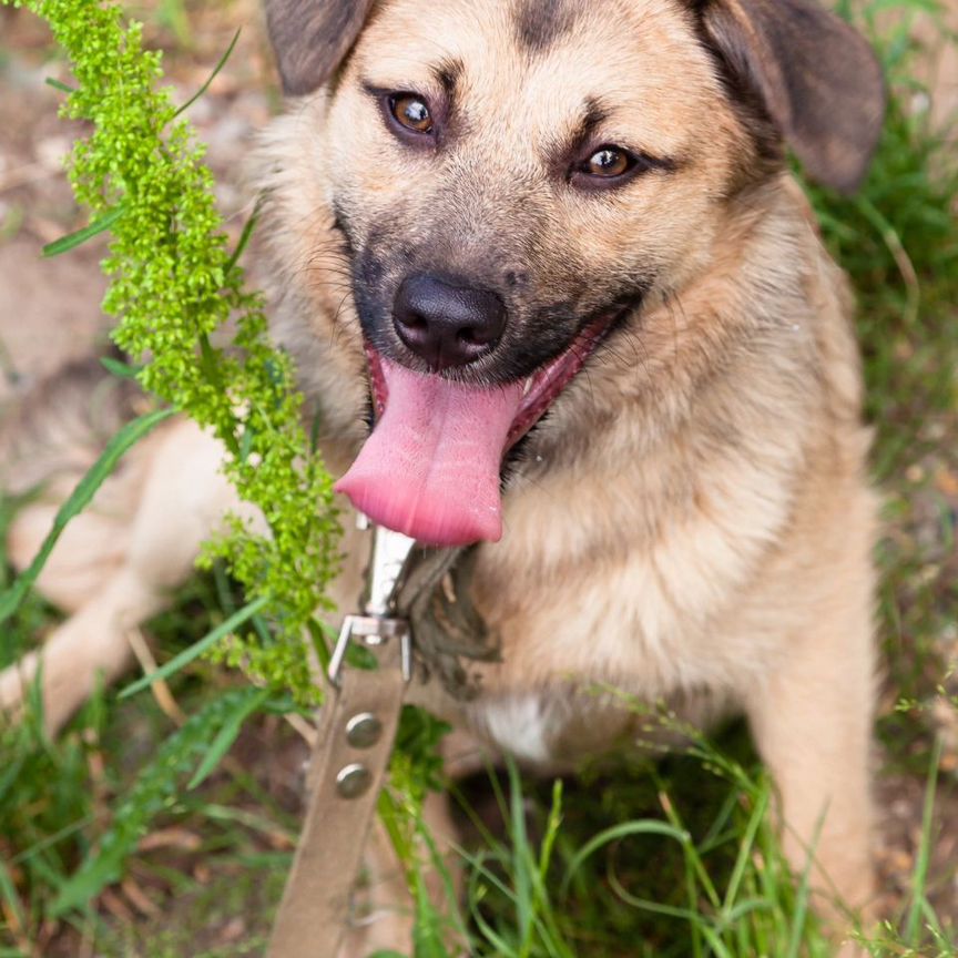 Собака в добрые руки