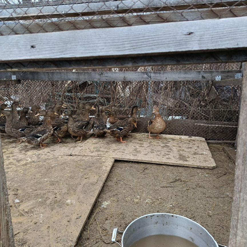 Продажа подсадных уток