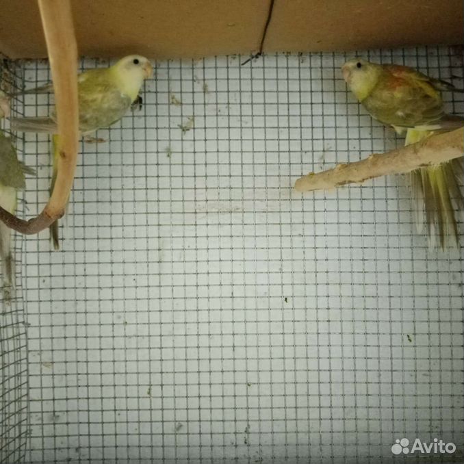 Певчий попугай