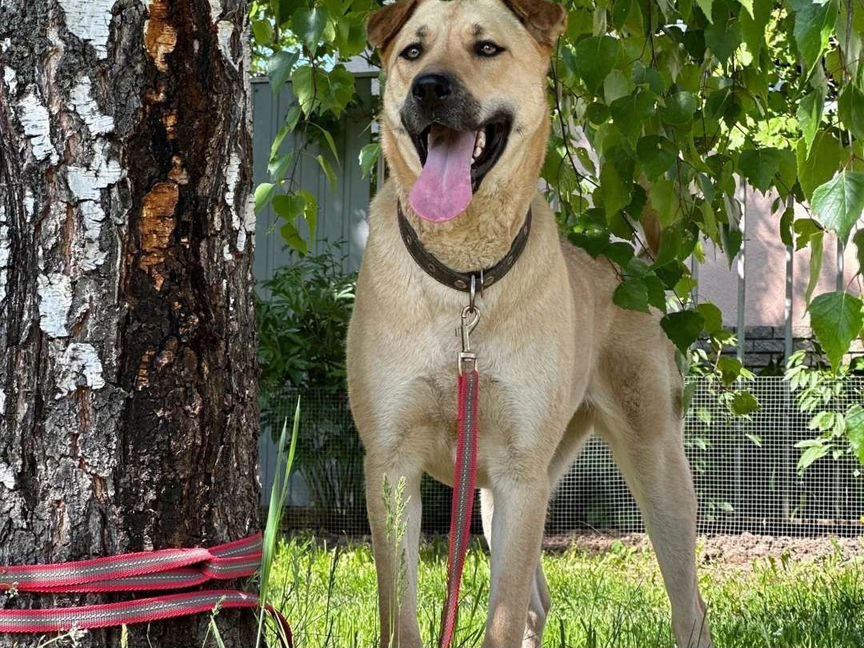 Собака в добрые руки