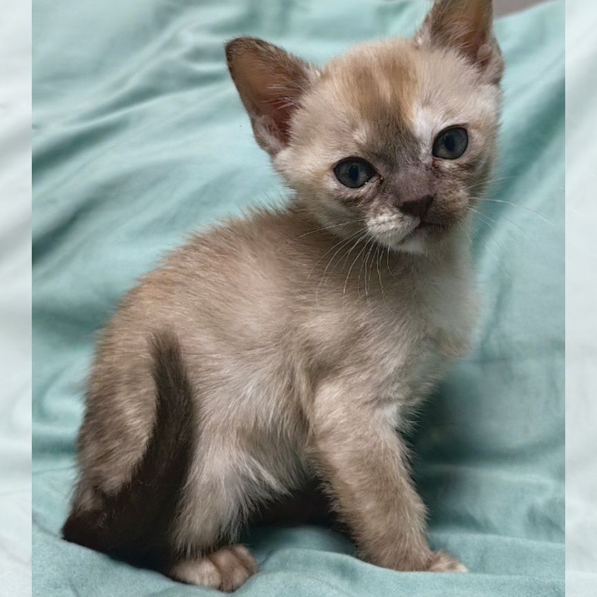 Европейский бурманский котёнок