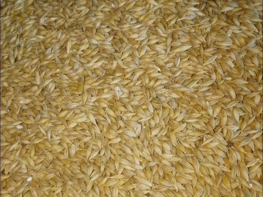 Ячмень озимый, Горох корма