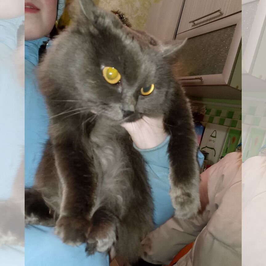 Взрослая, кошка в добрые руки