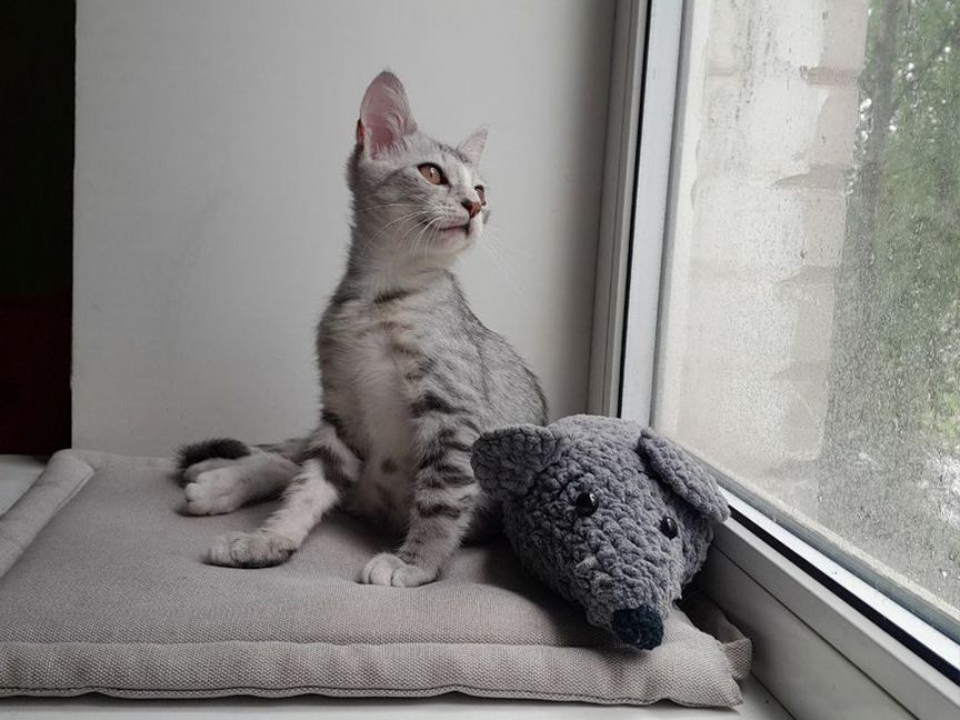 Котенок в добрые руки