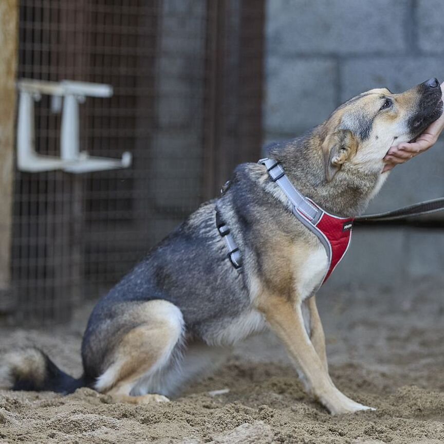 Взрослая собака в добрые руки