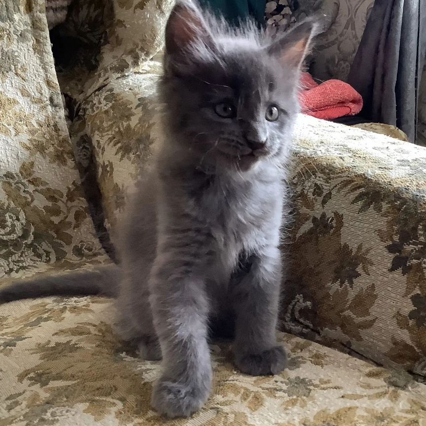 Мейн-кун котёнок