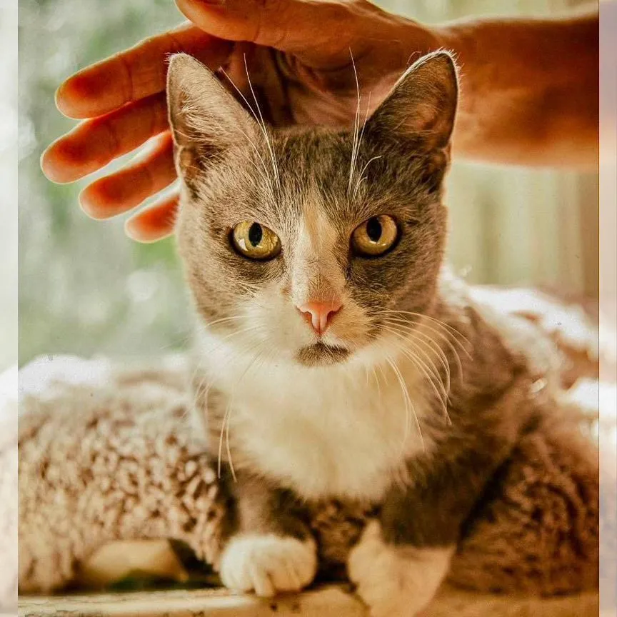 Котик С душой ребенка, переживший ад
