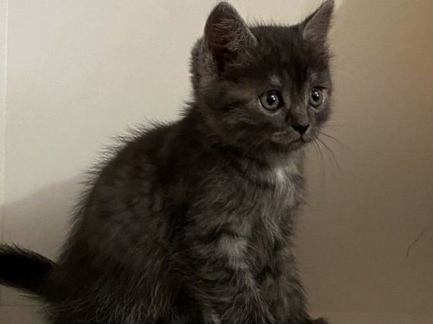 Котята в добрые руки 2 месяца