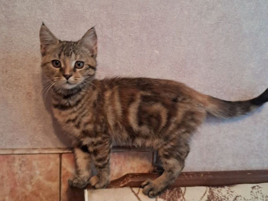 Мраморная красотка