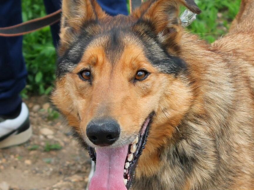 Вольт мечтает о доме