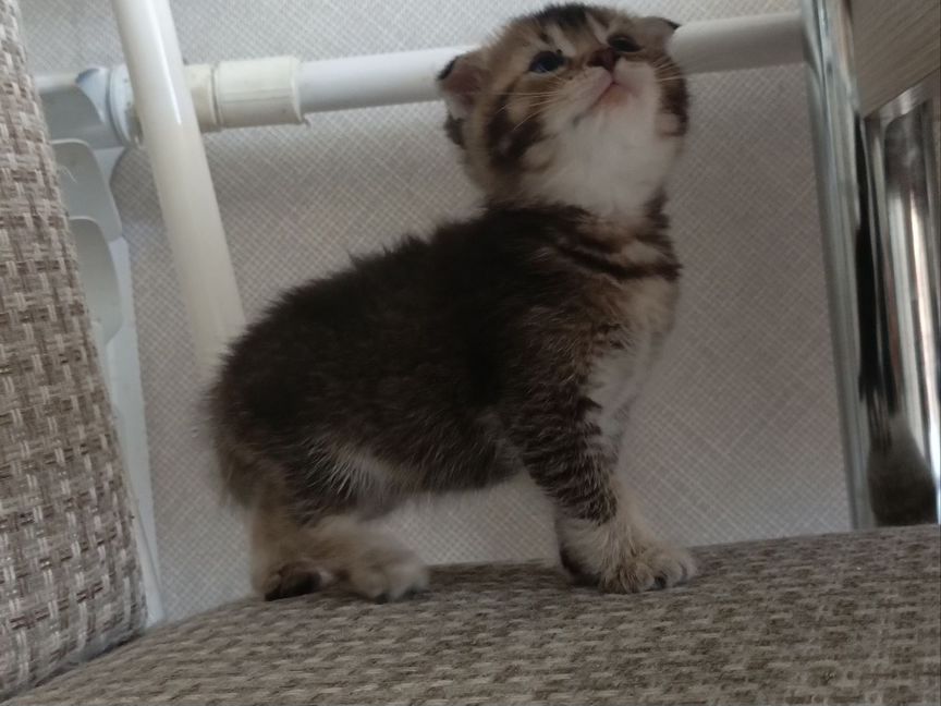 Шотландские котята шиншилла
