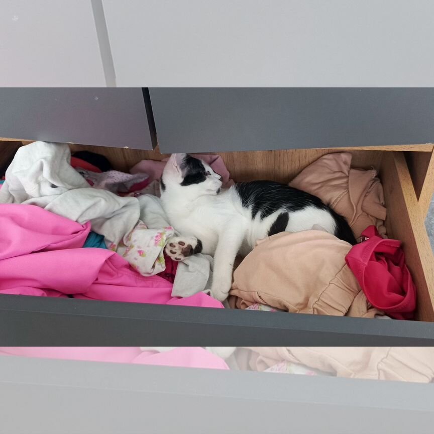 Ориентальный котёнок