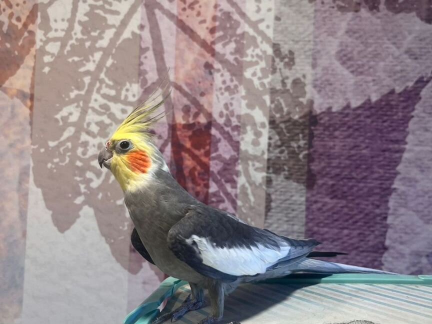 Попугай корелла пара с клеткой