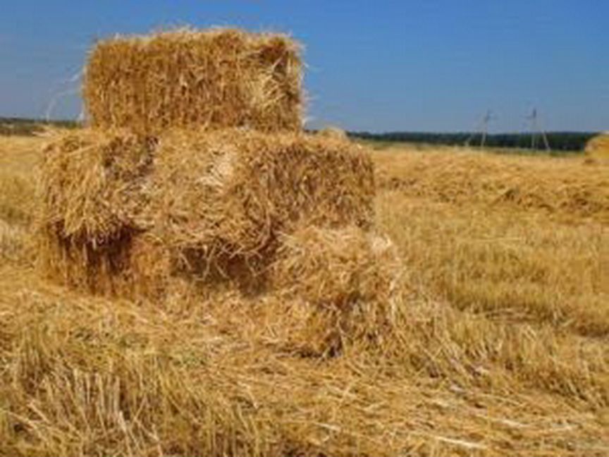 Солома ячменная в тюках