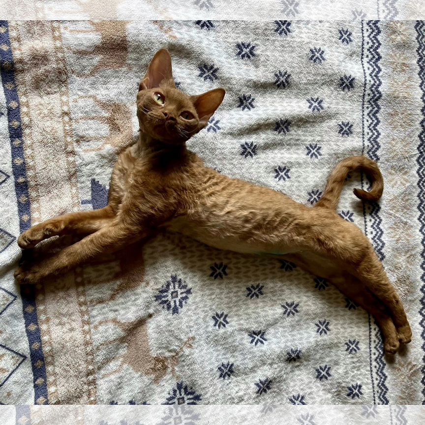 Роскошная кошечка Девон Рекс в любимицы