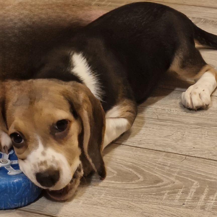 Бигль, щенок