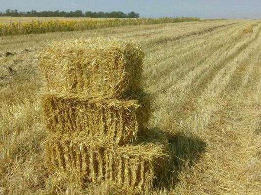Солома ячменная в тюках