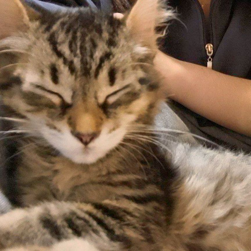 Котик в добрые руки