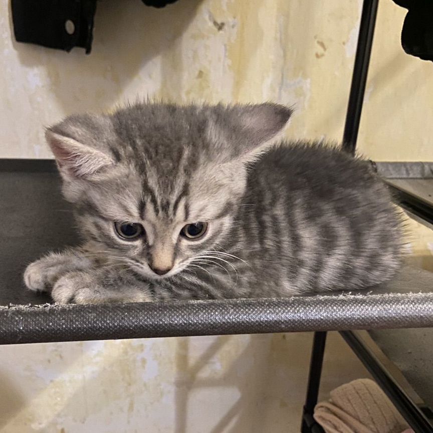 Шотландский прямоухий короткошёрстный котёнок