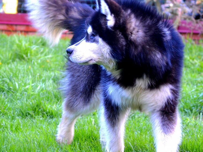 Аляскинский маламут черного-белого окраса