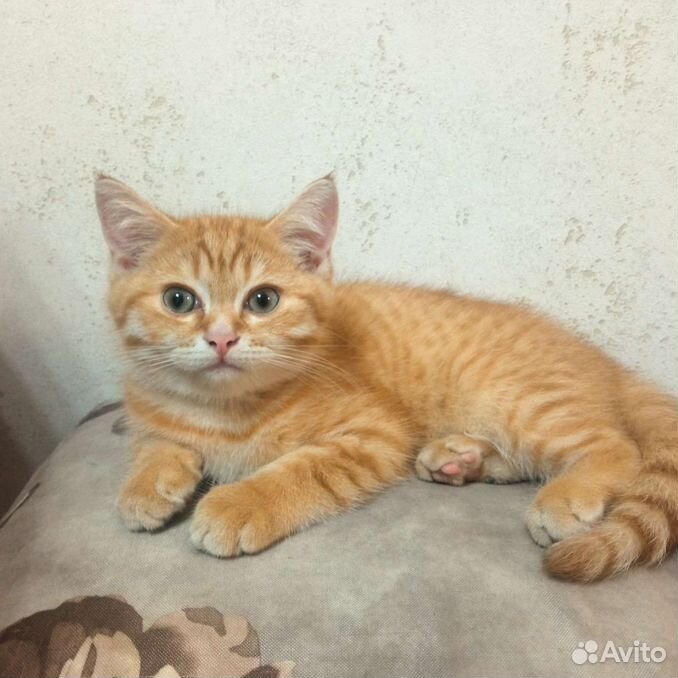 Рыжий Шотландский котенок