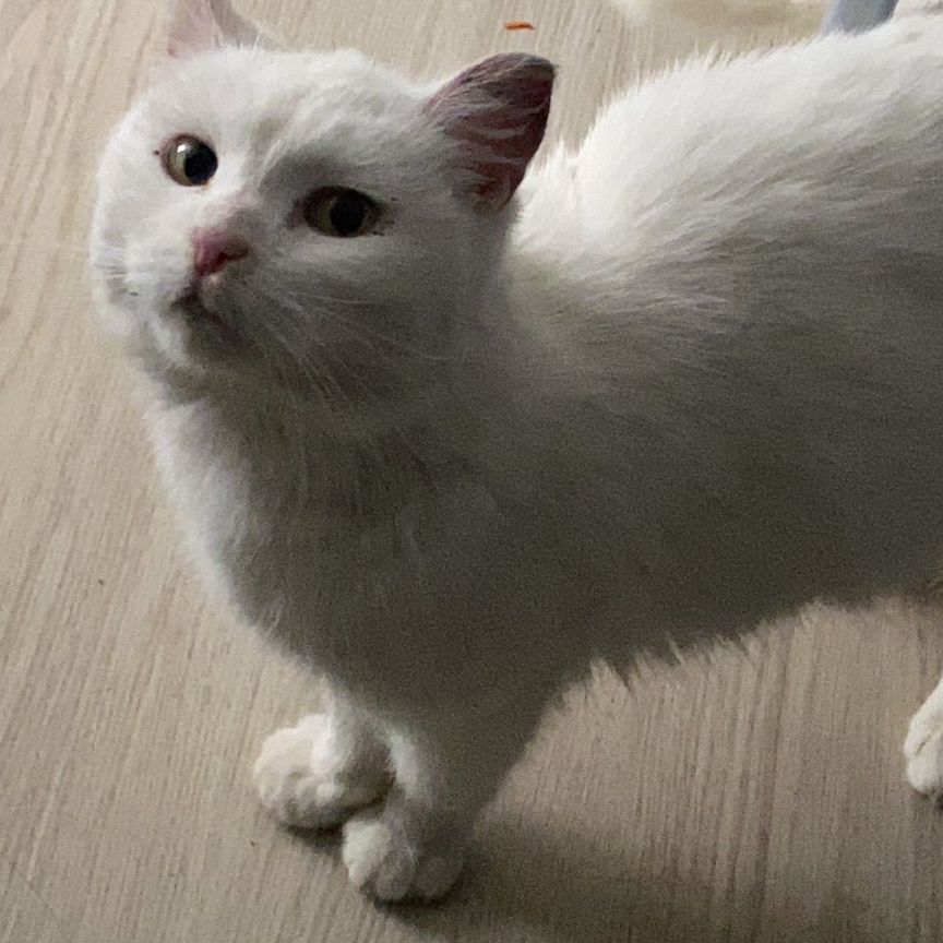 Взрослая, Девочка кошка в добрые руки