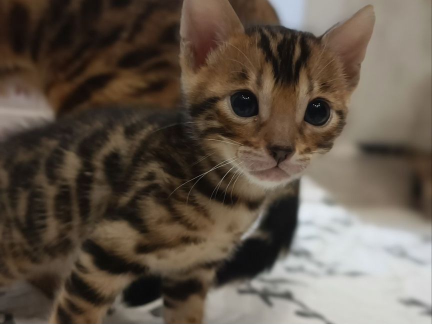 Бенгальские котята