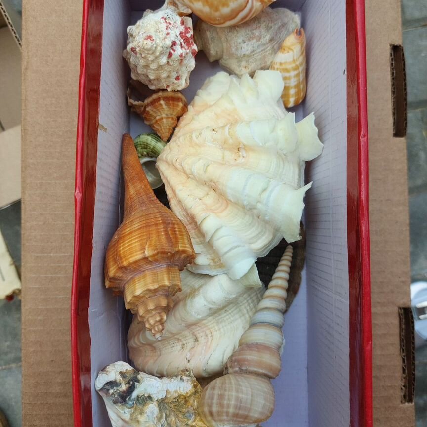 Ракушки для аквариума