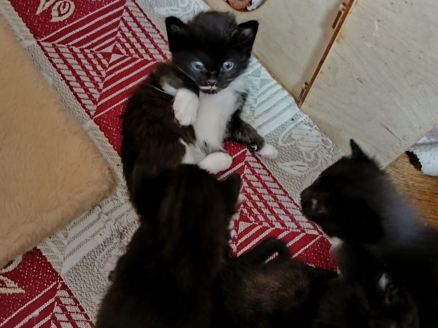 Котята в добрые руки бесплатно