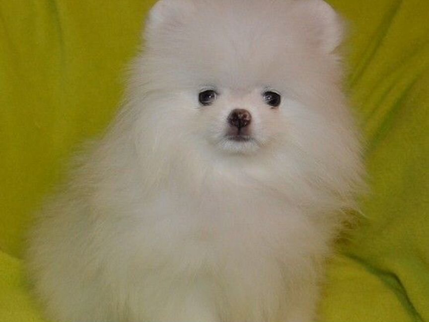 Померанский шпиц, кремовые,курносые мальчишки