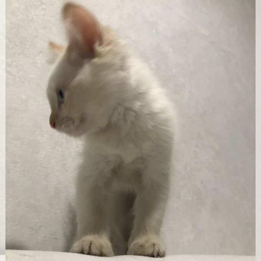 Отдам котёнка в добрые руки