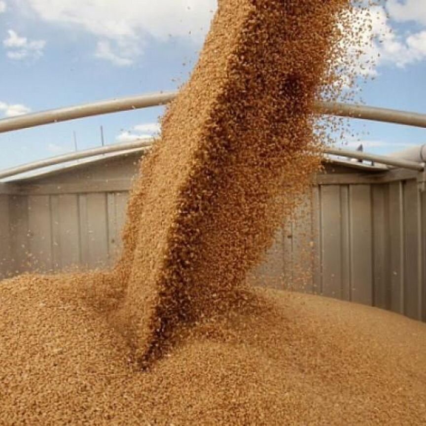 Зерно фуражное