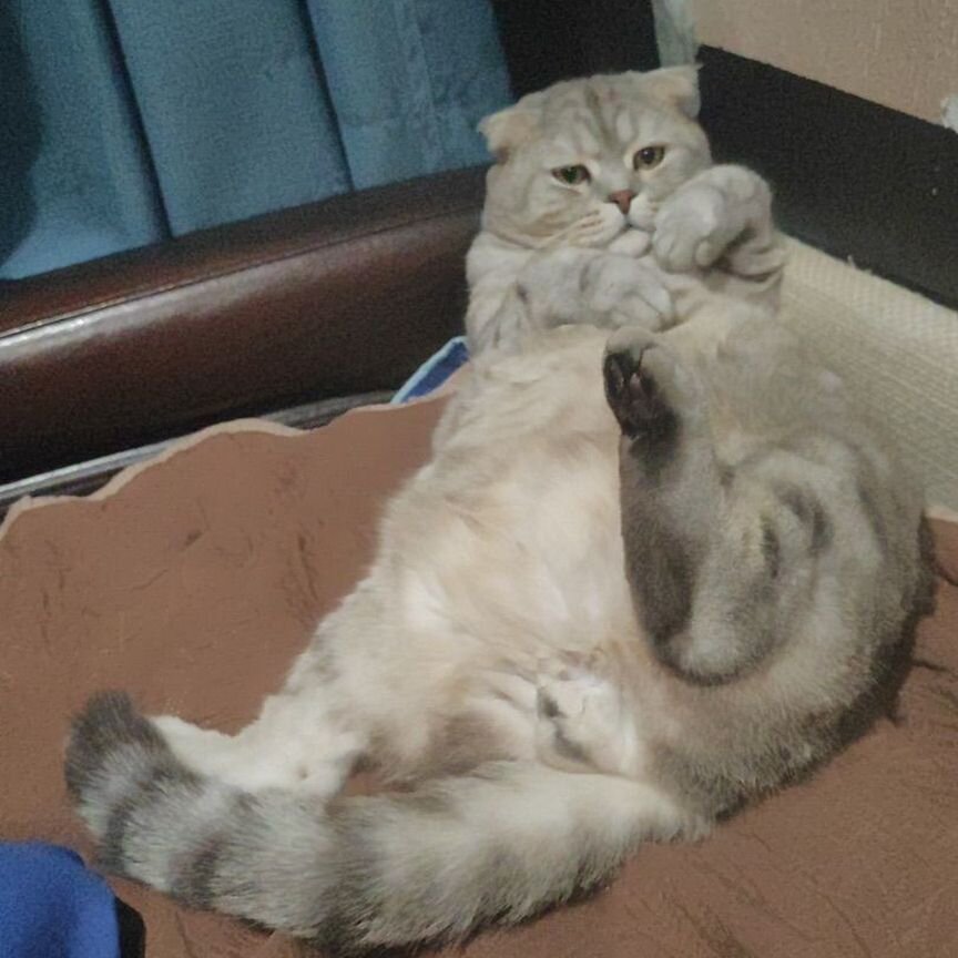Шотладский вислоухий