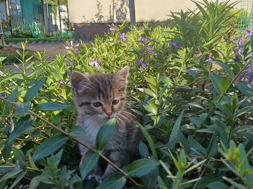 Маленькая пушистая радость ждёт своего хозяина