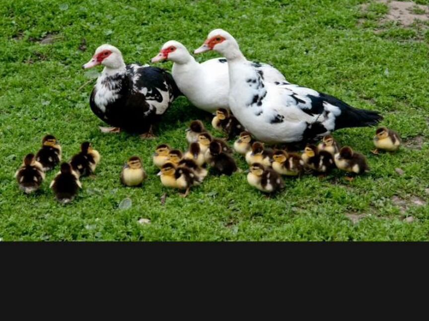 Суточные индоутята индоутка цыпленок