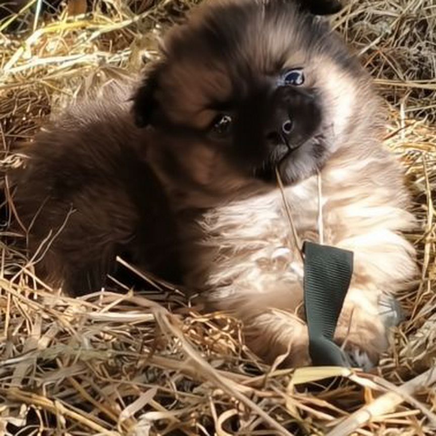 Щенок в добрые руки