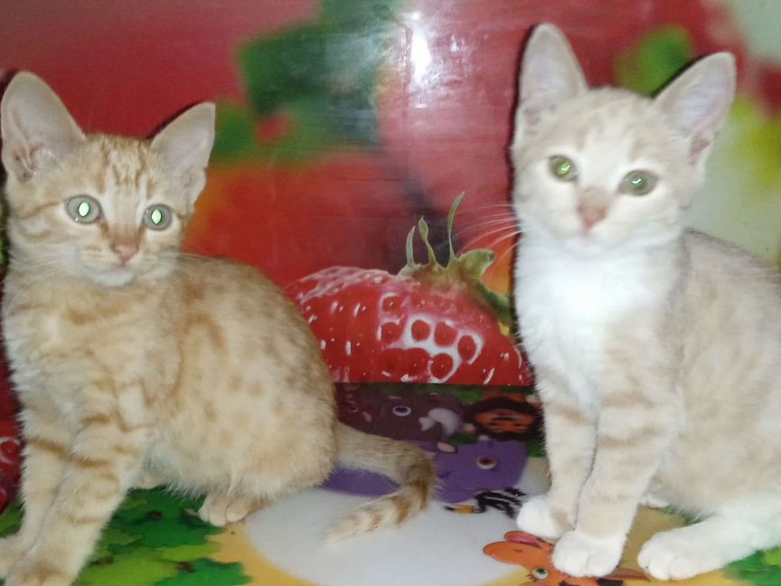 Котята Мая и Тая
