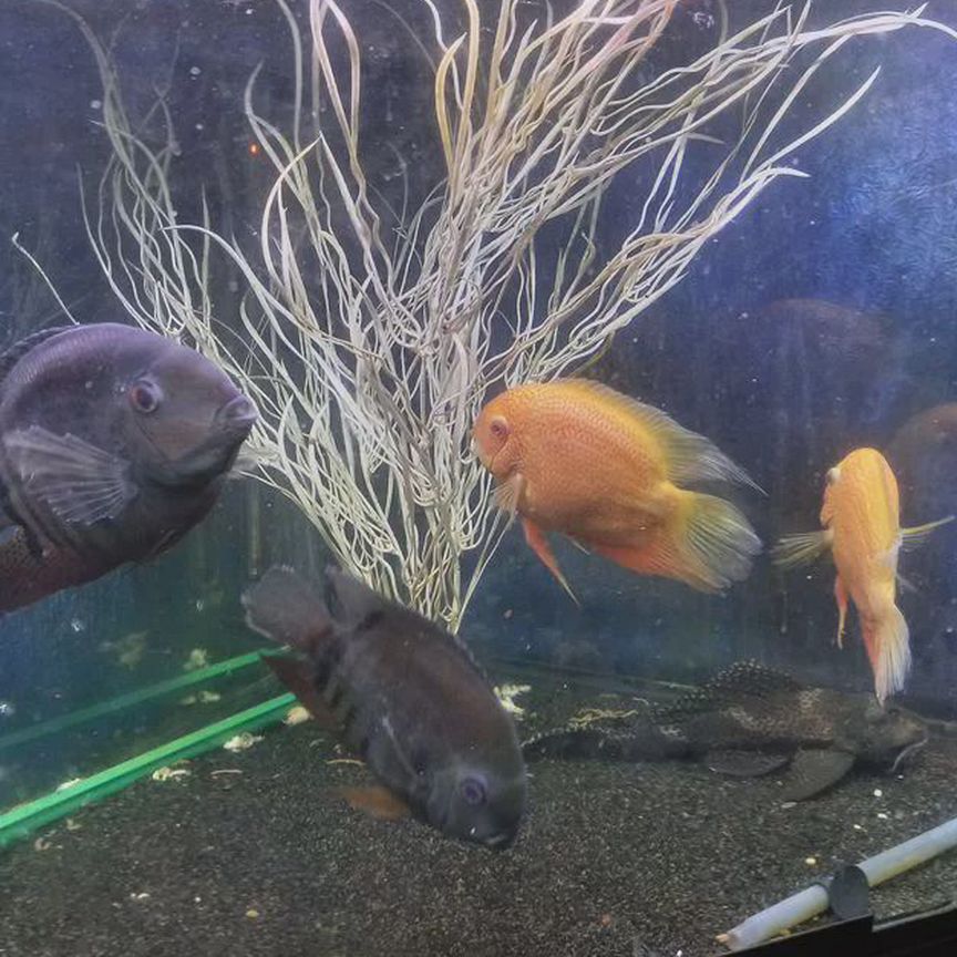 Северумы красноплечие