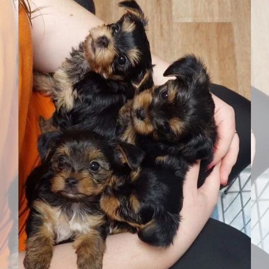 Йоркширский терьер, щенок