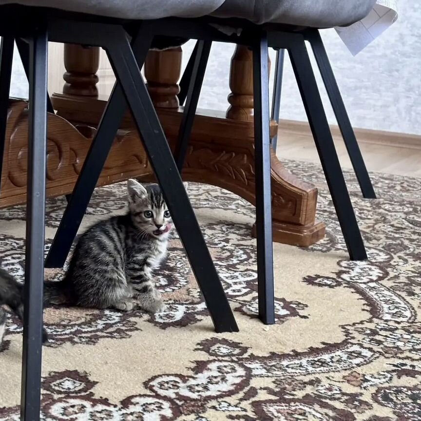Котёнок в добрые руки