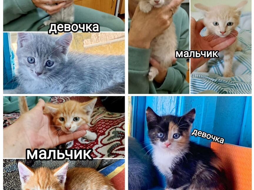 Четыре котенка могут остаться на улице