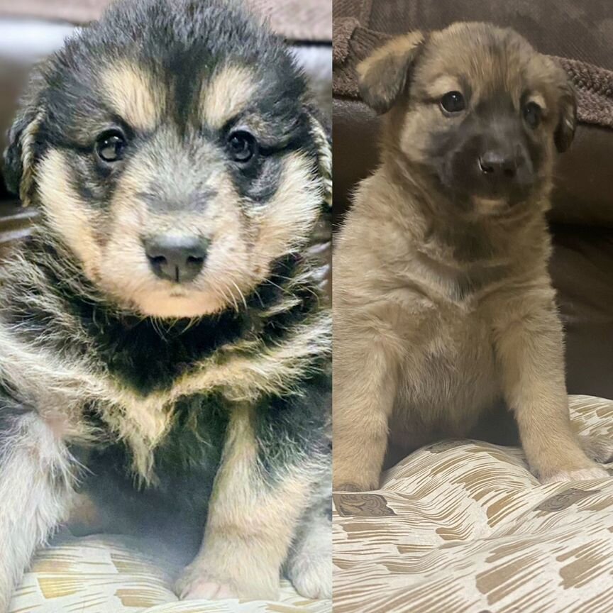 Щенок в добрые руки