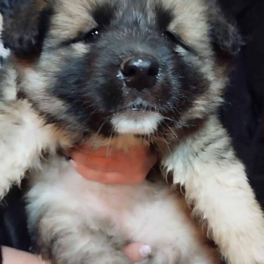 Собака в добрые руки отдам бесплатно