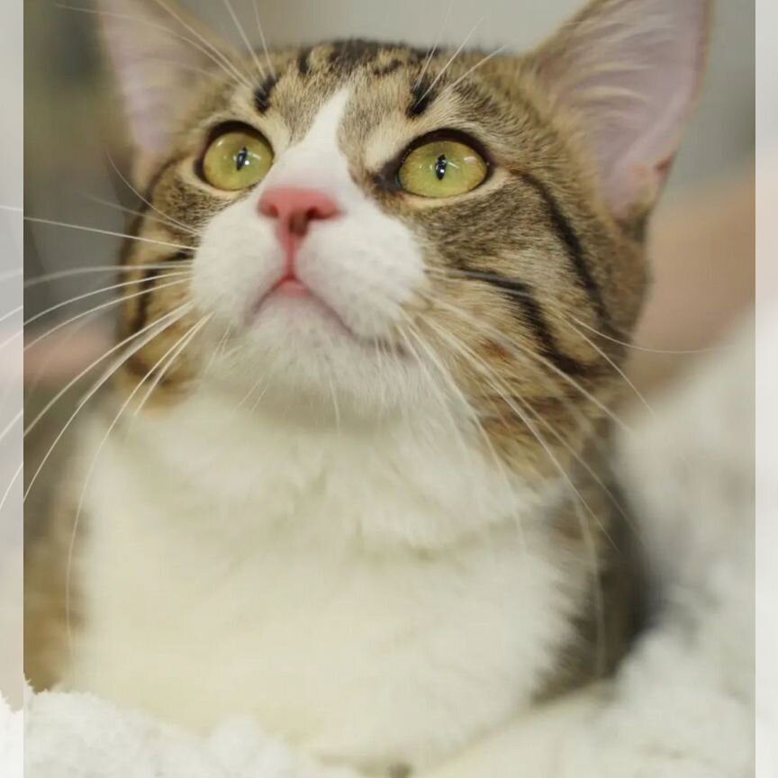 Котёнок в добрые руки