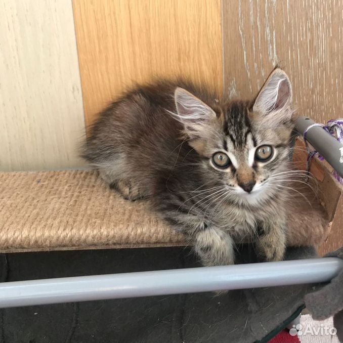 Котенок Томми ищет дом