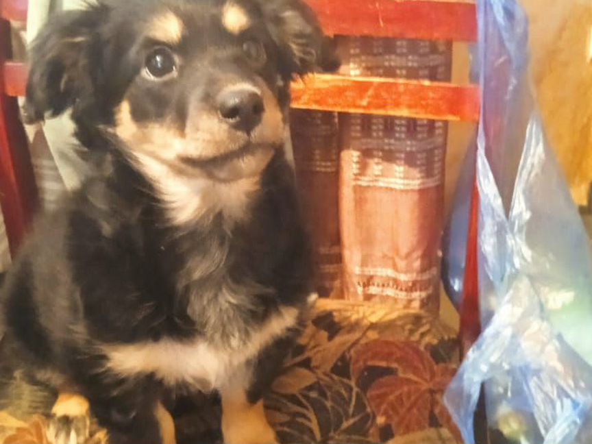 Щенок в добрые руки