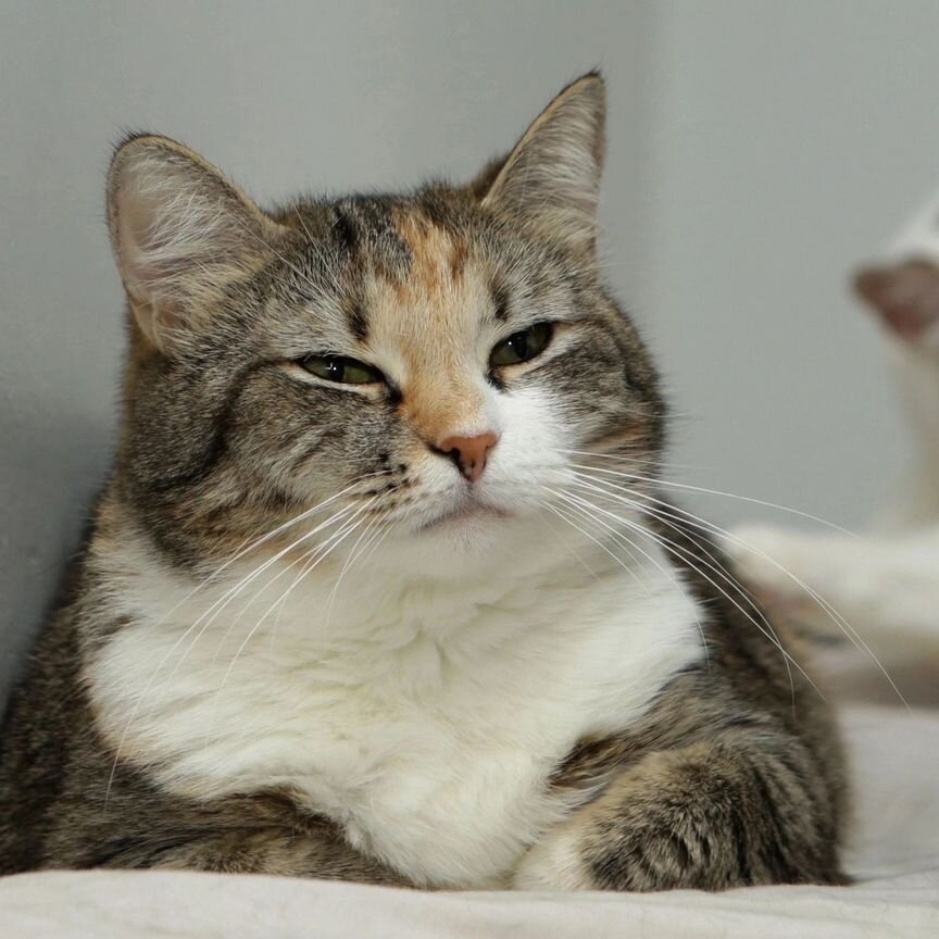 Кошка Аврора