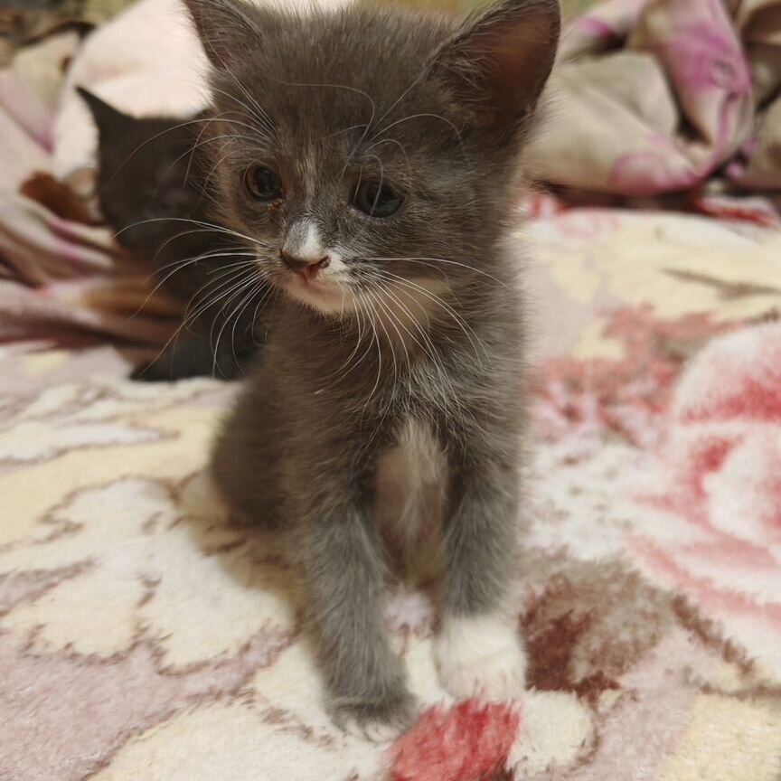 Котята в добрые руки бесплатно