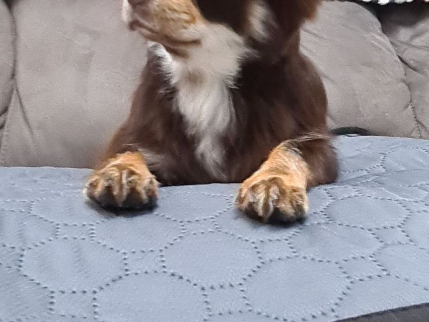 Собаки Чихуахуа и Померанский шпиц 1год 5мес